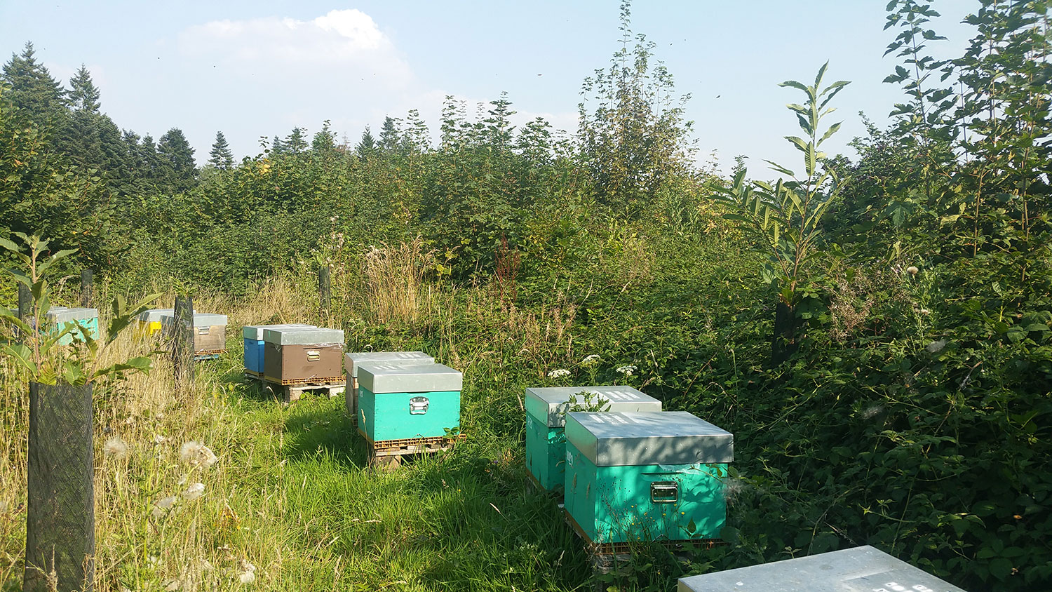 Zoom sur BEE FRIENDLY : le label au service des abeilles 🐝 – Open Food Facts blog