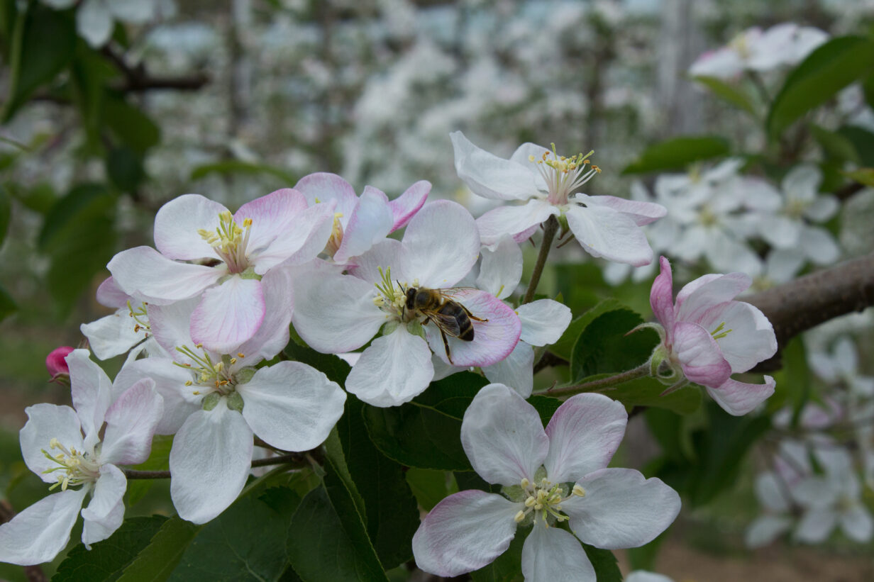 Zoom sur BEE FRIENDLY : le label au service des abeilles 🐝 – Open Food Facts blog